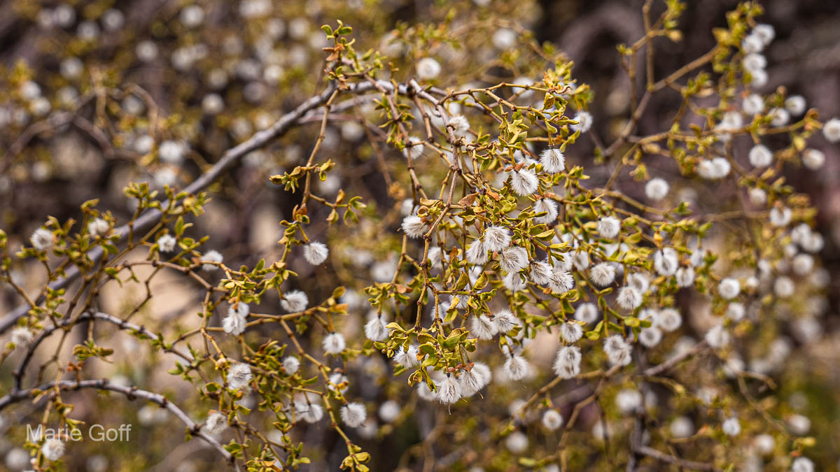 Tanque Verde Ranch getaway is the best place to be in spring.