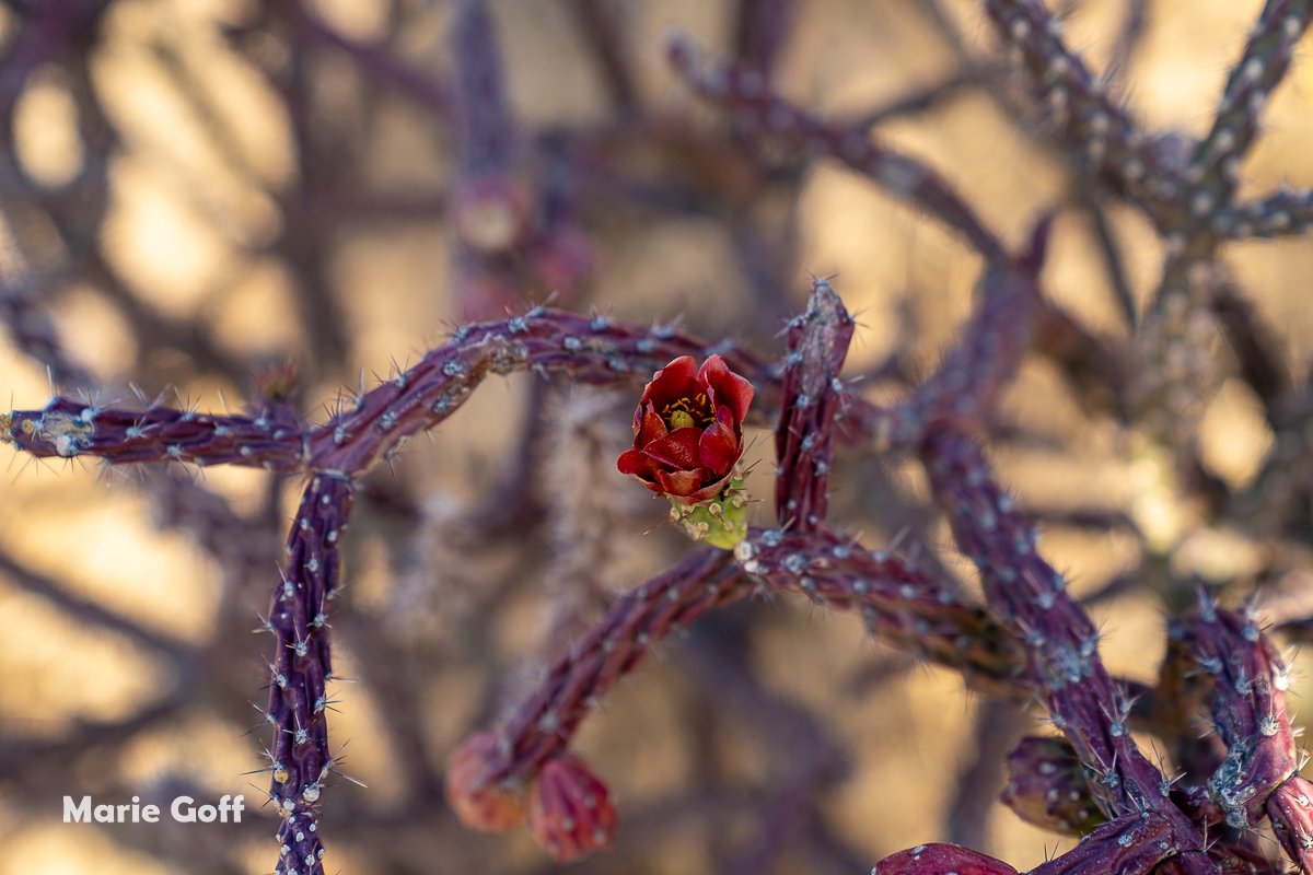 Tanque Verde Ranch getaway is the best place to be in spring.