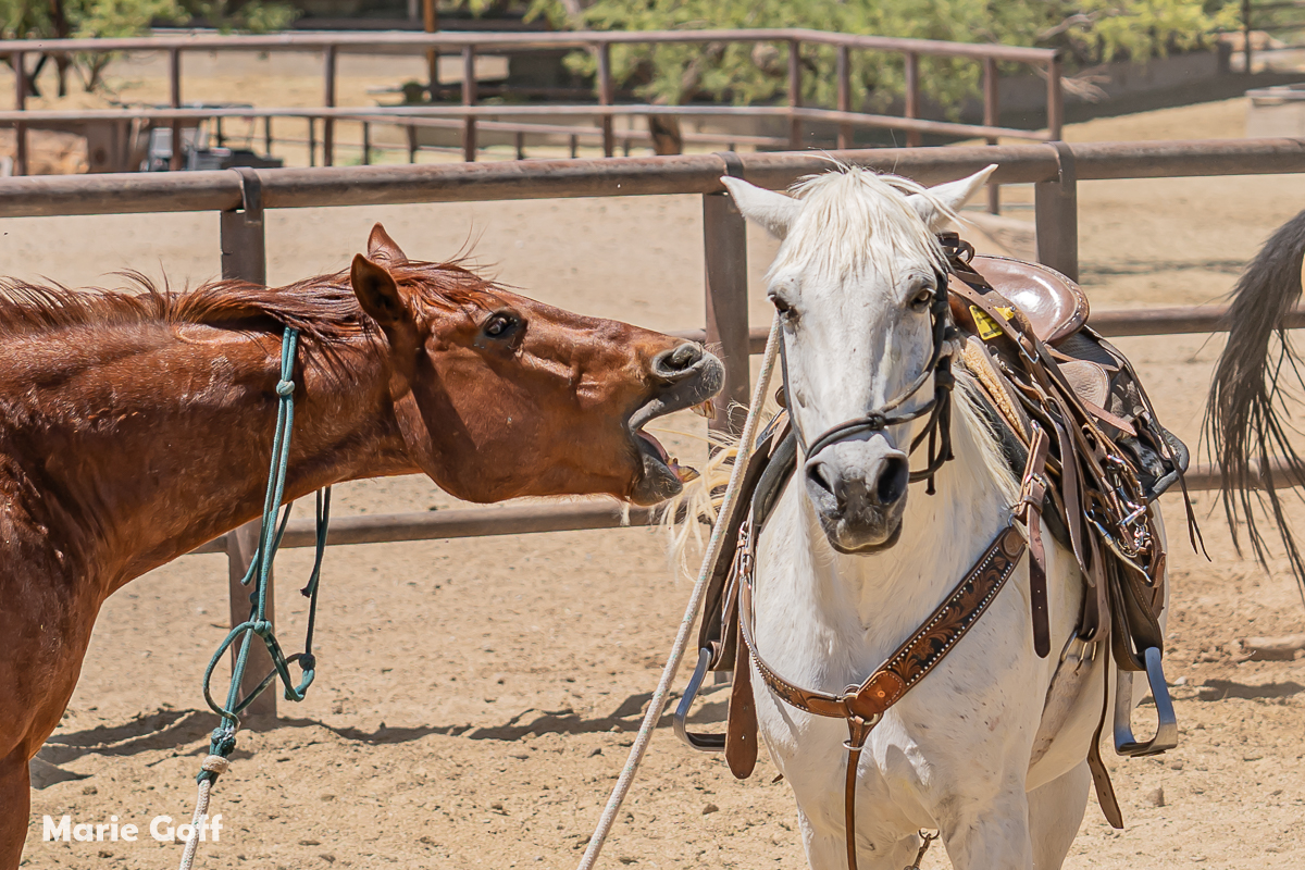 Tanque Verde Ranch getaway is the best place to be in spring.