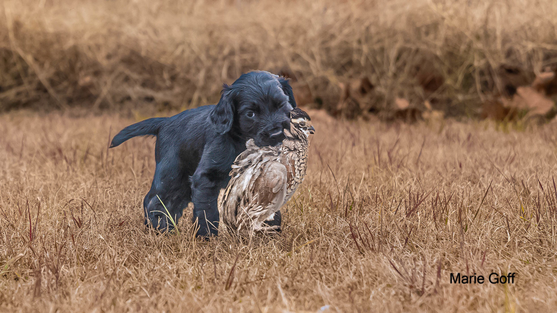 Gun Dog Puppies (Pocotaligo Kennel LLC) - Travel Notes and Storytelling