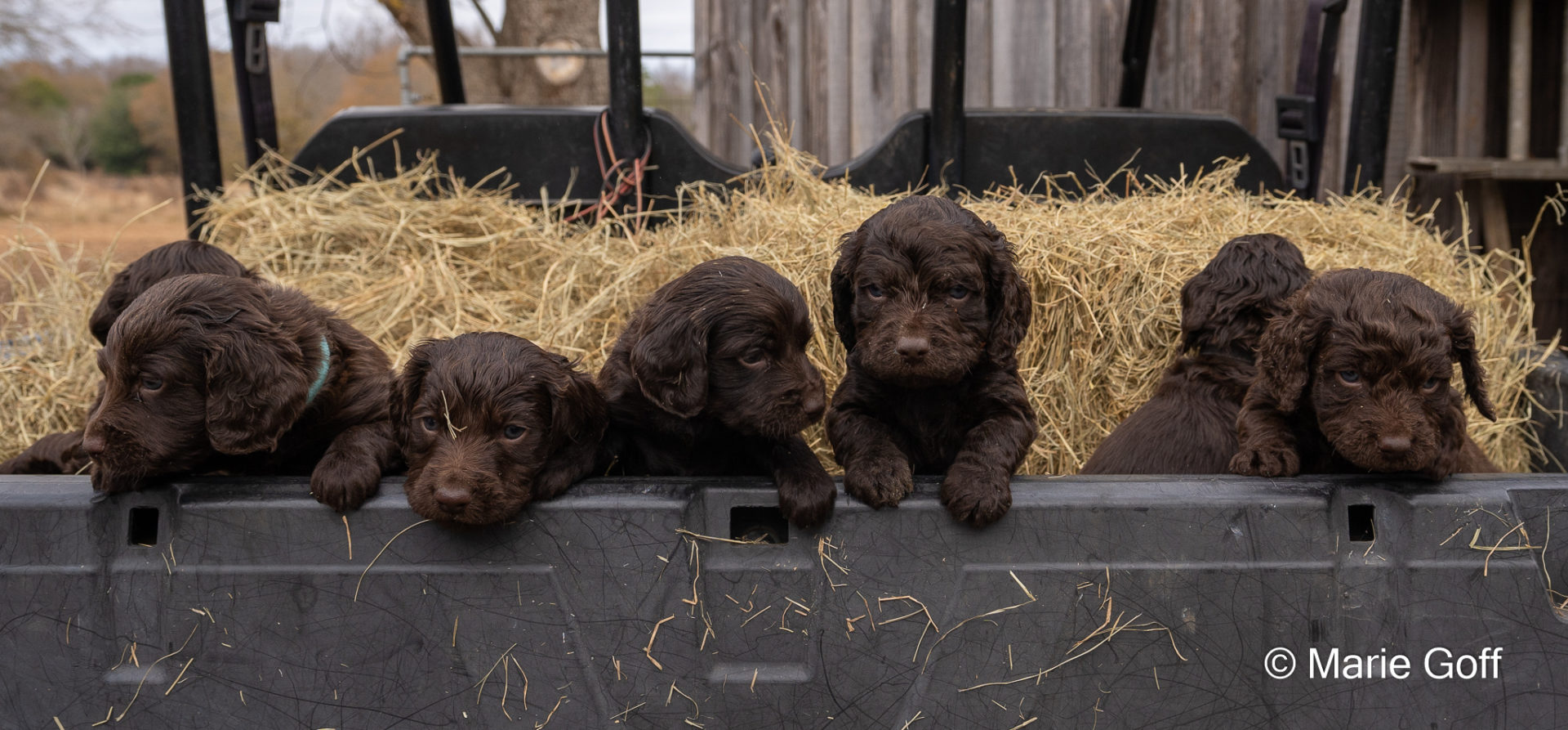 Gun Dog Puppies (Pocotaligo Kennel LLC) - Travel Notes and Storytelling
